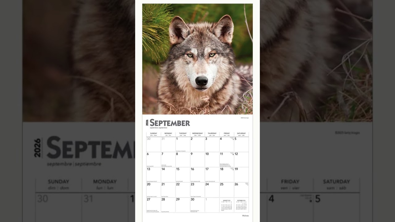 Wolves | 2026 Square Wall Calendar | Plastic-Free