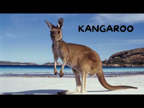Animals start with K / Alphabet animals / K is for /Alphabetimals for kids @CoCo-hq3rd