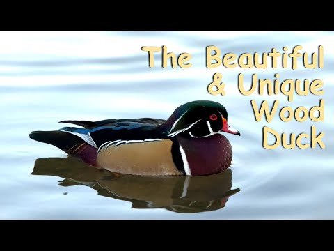 Beautiful and Unique Wood Duck
