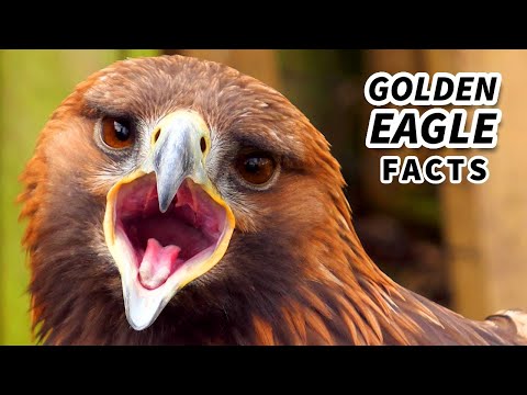 Golden Eagle Facts: North America's LARGEST Bird of Prey