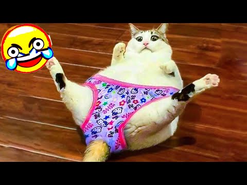 🤣 Videos de Risa de Animales 🐱🐶 Compilación de Mascotas Chistosas