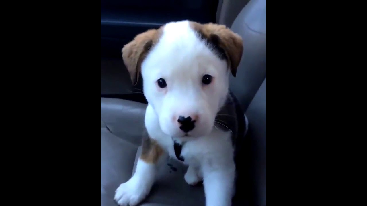 Puppy getting mad at his own hiccups