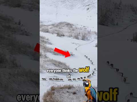 Wolf Pack Formations Myth: What You Didn’t Know About Viral Alpha Wolf Photos #interestingfacts