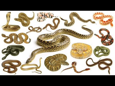 Snakes Names, Meaning & Pictures | Snakes Vocabulary | সাপ | Necessary Vocabulary