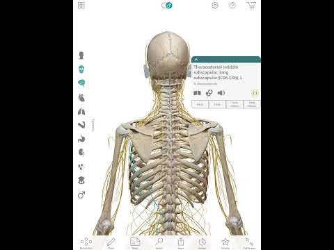 Shoulder Blade Pain & Lifting