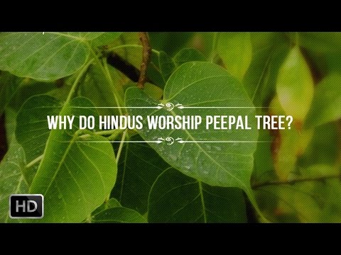 Why do Hindus Worship The Peepal Tree - Scientific Benefits and Hindu Mythology