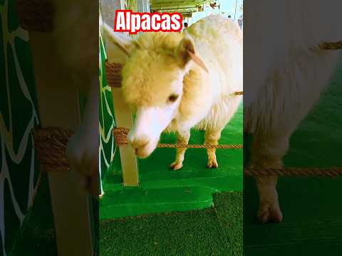 Various Alpacas, #alpaca, #animal, #cute, #malaysia #travel #desaru