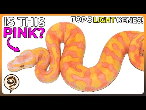 Here's 5 of My Favorite LIGHT Ball Python Genes!