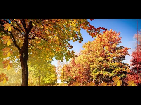 Animated Leaf ~ Fall down leaf from the tree animation.