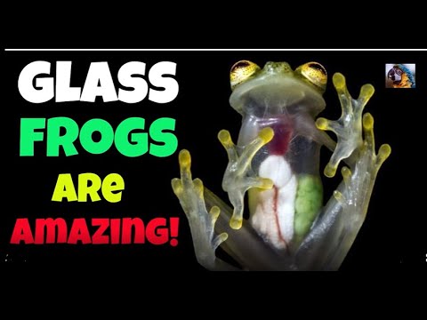 Glass Frogs Are Amazing!