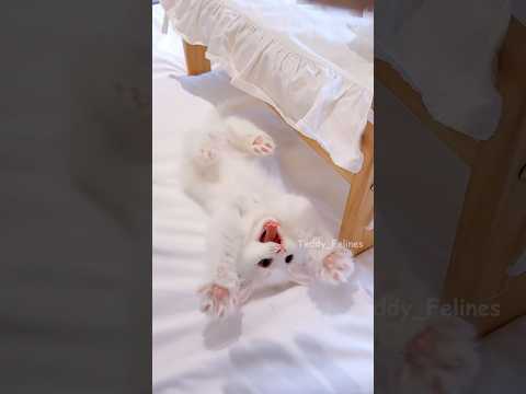 Cute Kitten, Very Affectionate🧸😻💕#cat #cute #cats #kitten