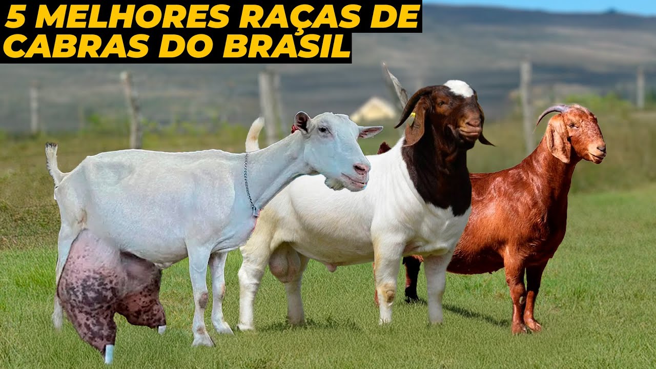 Conheça As 5 Melhores Raças De Cabras Do Brasil - Agromundo.NET