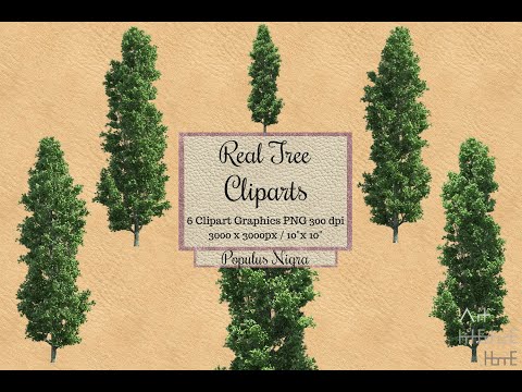Real Tree Cliparts - Populus nigra - photoshop overlays png, Tree layout, transparent background
