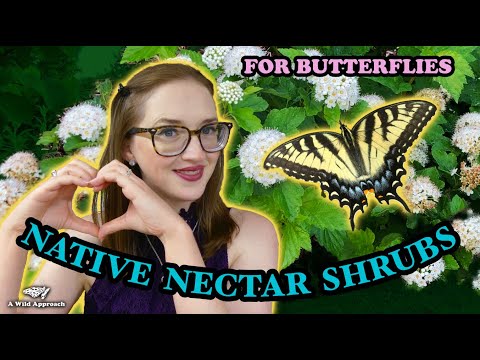 7 Native Nectar Shrubs for Butterfly Garden || EASTERN UNITED STATES