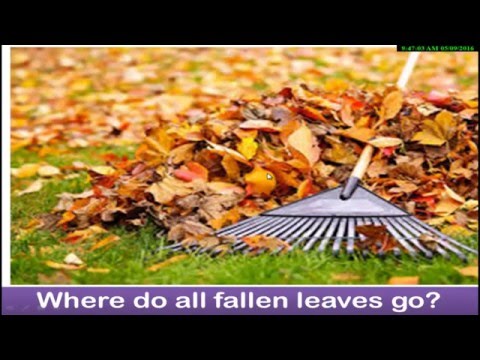 Science: Leaf Ecosystem in Urdu Class-1 to Class-5