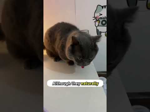 These Hairball Relief Tablets helped my cat’s digestion problems! 🤢🤮