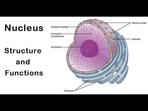 Nucleus Structure