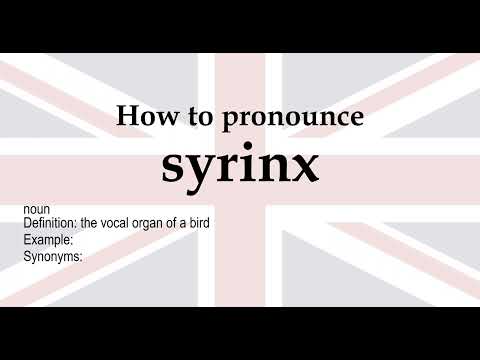How to pronounce 'syrinx' + meaning