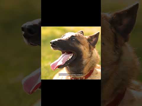 Think You Want This Dog? Watch This First! #gsd #malinois #puppy