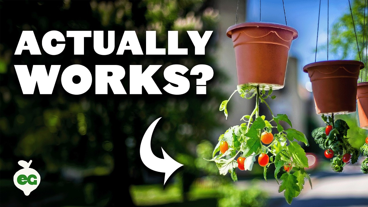 Grow Tomatoes Upside Down With This Simple Method 🍅