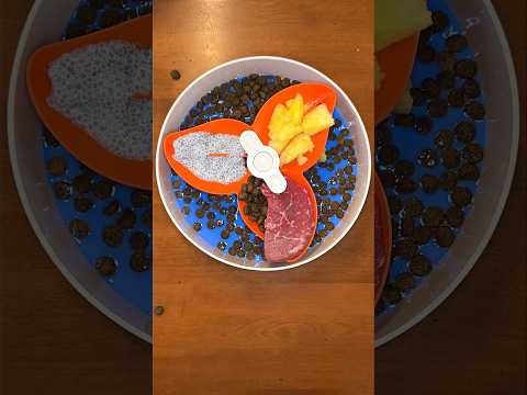 Why you should SWITCH your dog’s food! 🦴🐕 #shorts