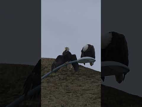 "Bald Eagle Duo β Kings of the Sky ππ¦
"