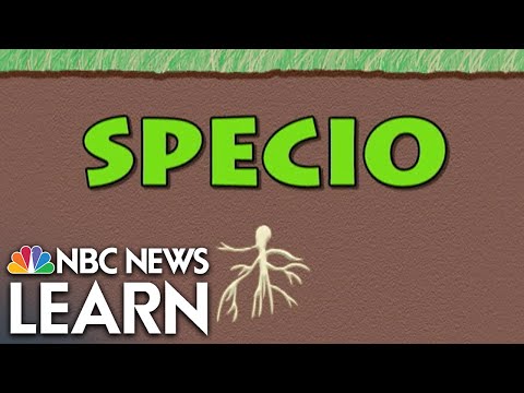 Word Roots: Specio