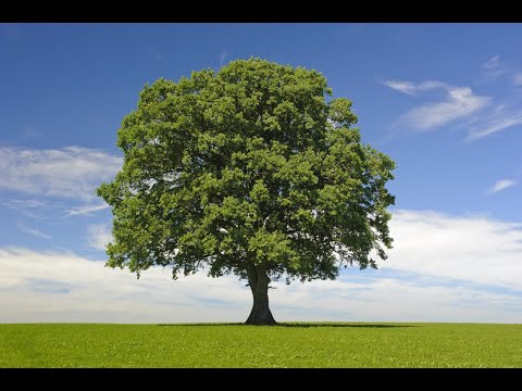 Machine Learning: ID3 and CART Programming Assignment – Jonathan Stryer