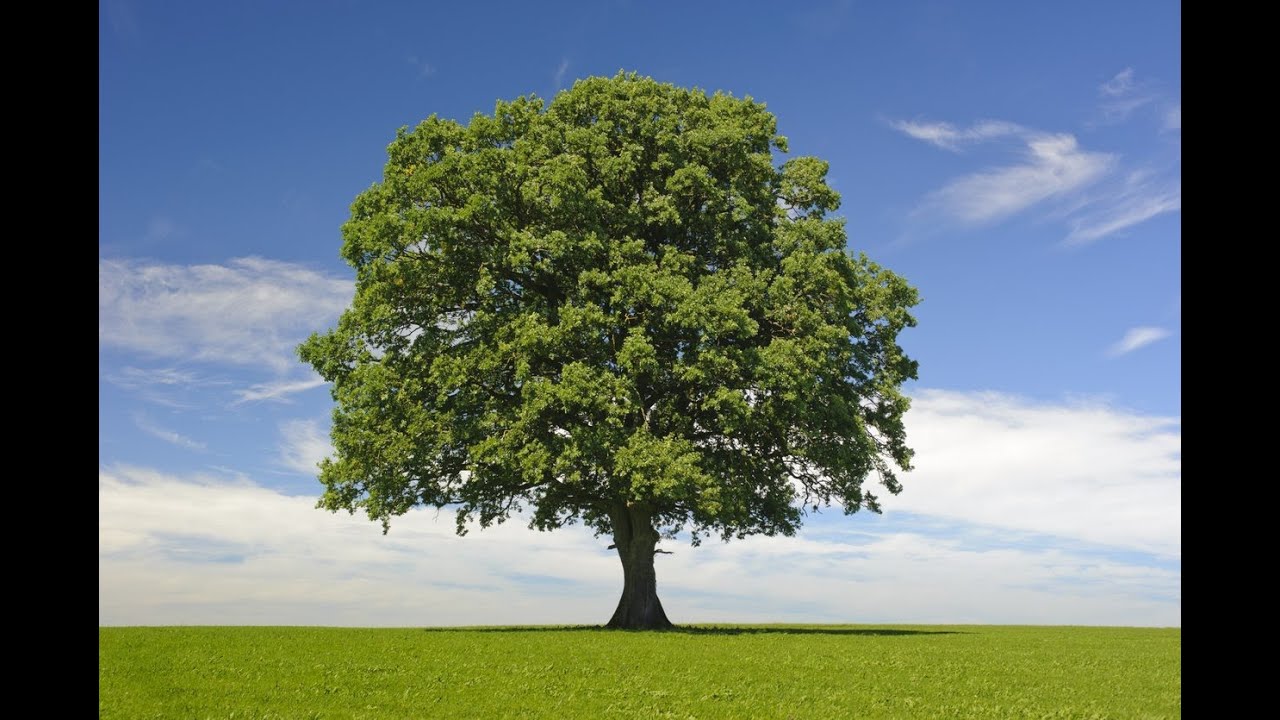 Decision Tree Algorithms (ID3 and CART) Programming Assignment Demo Video