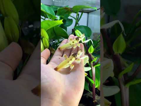 Orchid mantis