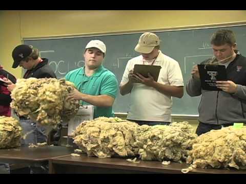 TTU Wool Judging Team news package