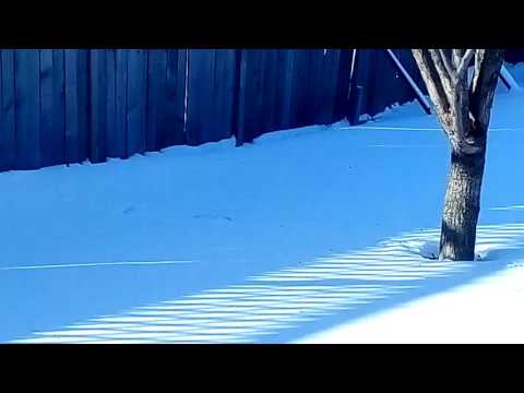 The World's Smartest Ninja Squirrel