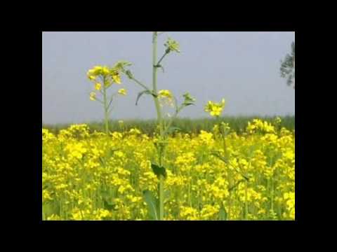 Top 10 Agriculture Companies in India 2019