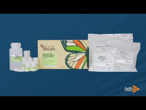 Tips for HMW DNA Extraction from Blood Samples with the Monarch kit (NEB #T3050)