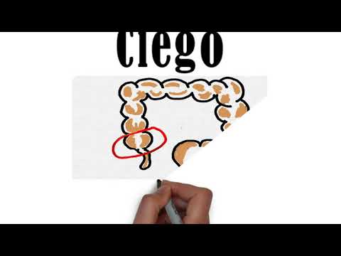Spanish Medical Interpreter - Spanish Medical Terminology- How to Pronounce Cecum in Spanish?