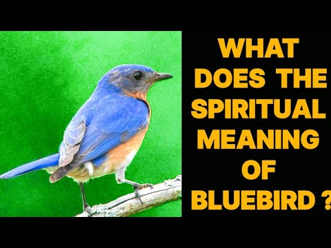 WHAT DOES THE SPIRITUAL MEANING OF BLUEBIRD ?