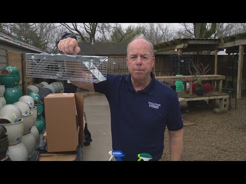 Pat Sullivan: How to avoid damage from chipmunks and voles