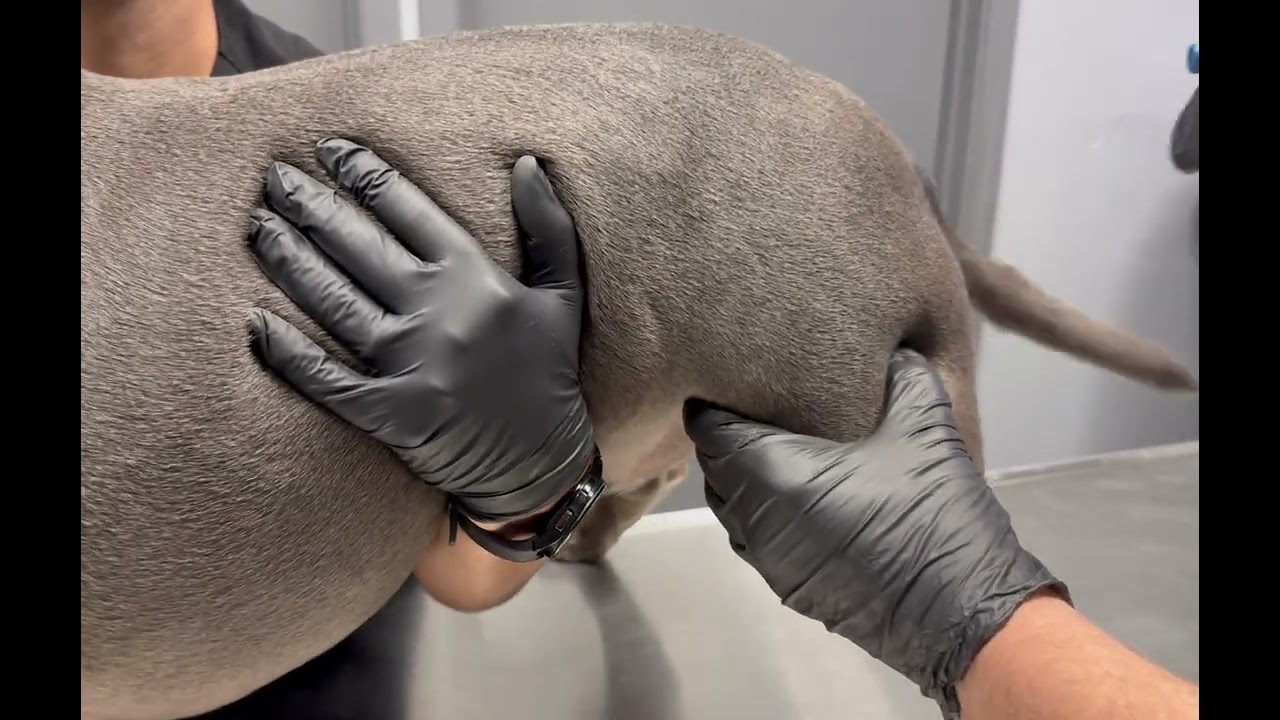 Intramuscular (IM) Injection