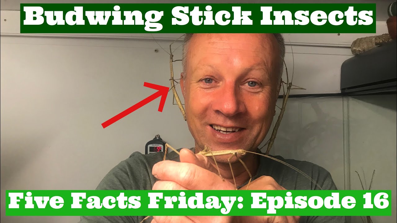5 FACTS FRIDAY: GIANT Budwing Stick Insects, Stick Insect Facts