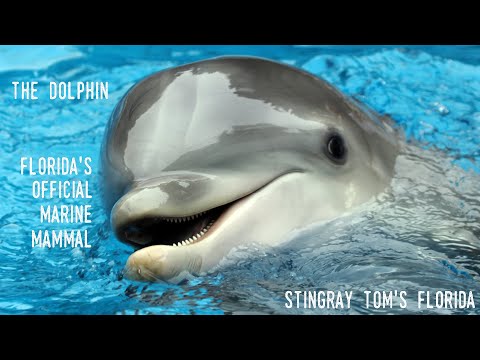 The Dolphin - Florida State Symbols Part 3 - A Take 5 for Florida History 03