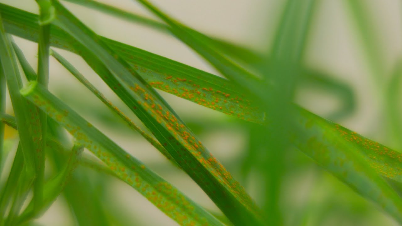 GCTV Extension Files: Rust Sampling