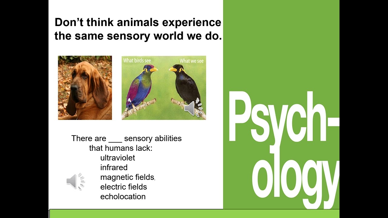 2023 PPT CH 5A SENSATION & PERCEPTION