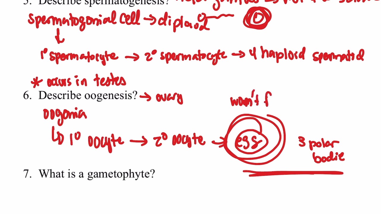 Genetics worksheet #3