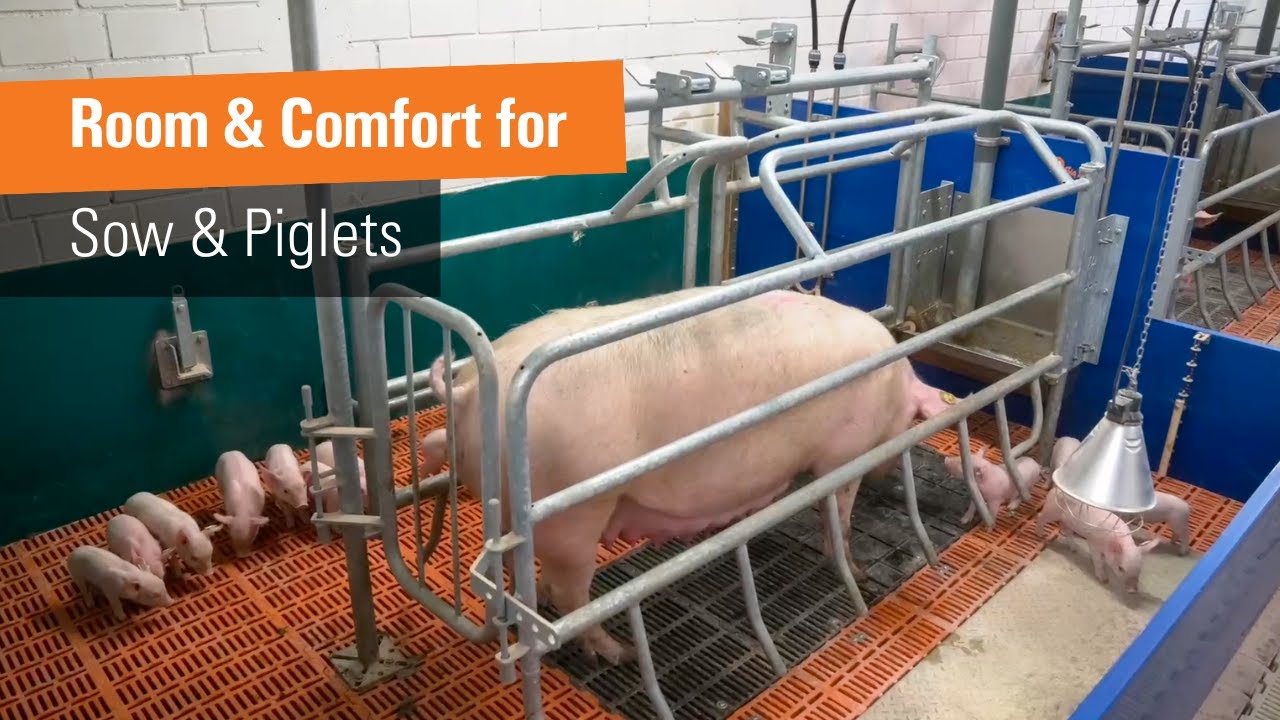 Variable-restraint pen with farrowing frame | ActiWel