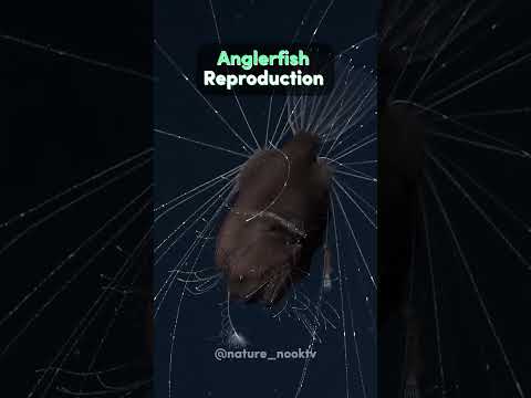 Anglerfish Reproduction