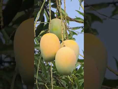 Mango Scientific name - Mangifera indica