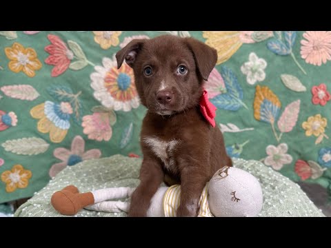 Dog for adoption - Henrietta Harper, a Labrador Retriever & German ...