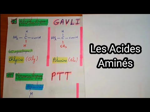 Astuces pour Apprendre les Acides Aminés + Une Application