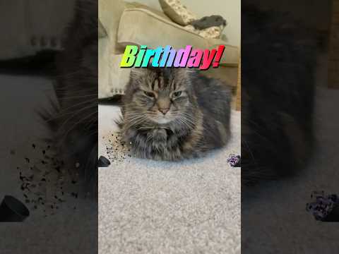 My Cat's Birthday! #memes