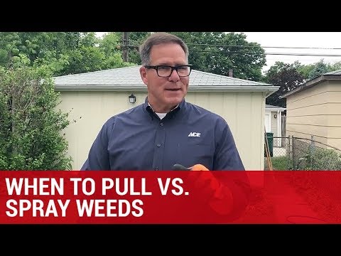 When To Pull vs. Spray Weeds - Ace Hardware